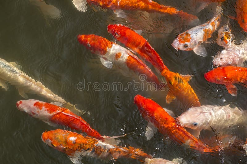 Colorful Coy Fish Swimming in a Pond Stock Photo - Image of orange ...