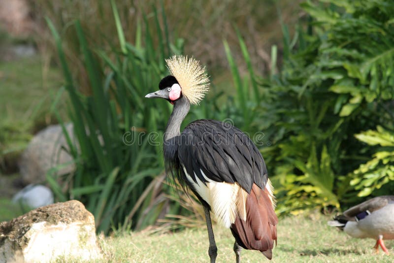 Colorful Crane stock image. Image of exotic, black, pose - 2094327
