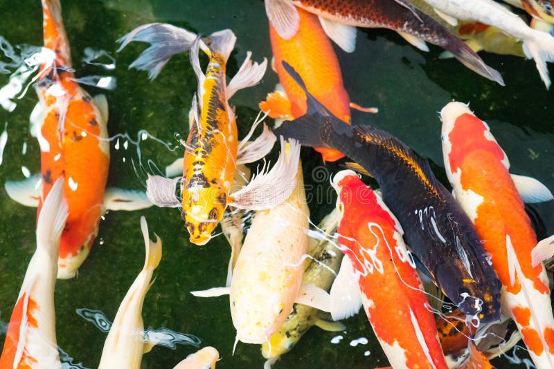 Colorful Fish Swimming Together in the Fish Pond Stock Image - Image of ...