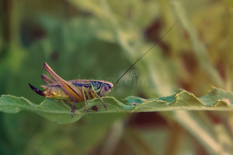 Colorful Cricket on Green Leaf Stock Photo - Image of green ...