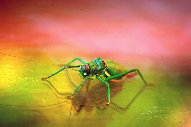 Colorful cricket stock photo. Image of coloured, hopper - 56241756