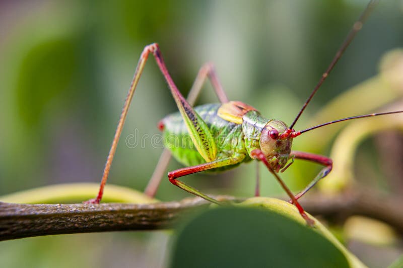 Colorful Cricket on the Leaf IV Stock Photo - Image of sunlight, insect ...