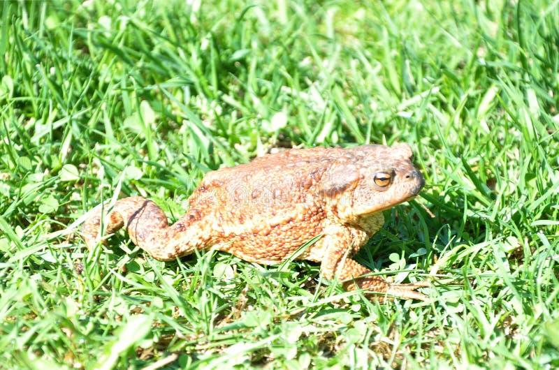 Common Toad on the Way in Grass Stock Image - Image of common, animal ...