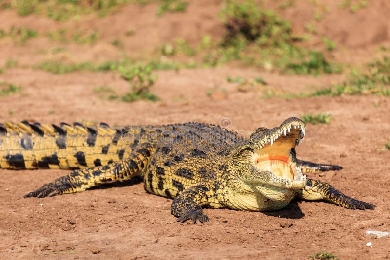 Colorful Crocodile Basking in Sun with Open Mouth Displaying Big Teeth ...