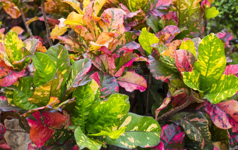 Beautiful Colorful Coleus Garden Plants. Stock Photo - Image of ...