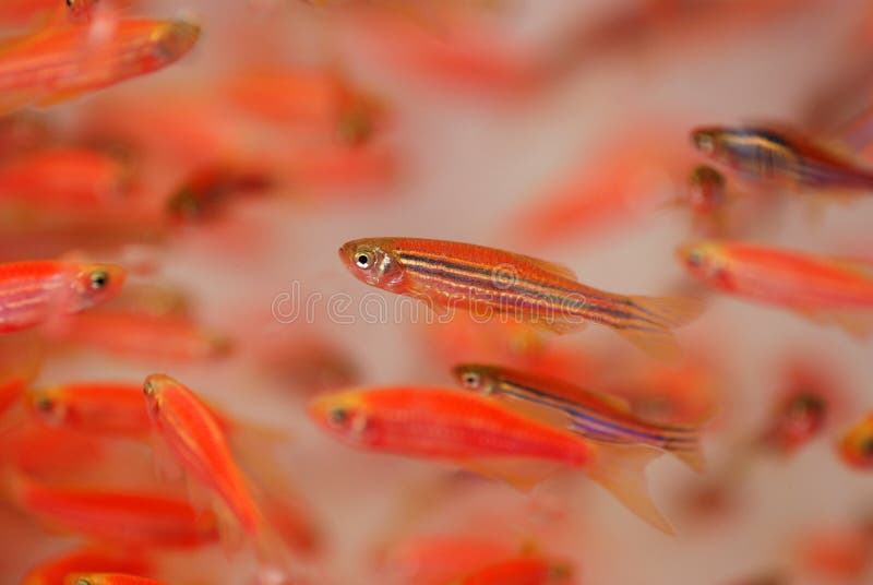 Colorful Crystal Tropical Fish Stock Photo - Image of clear, colorful ...