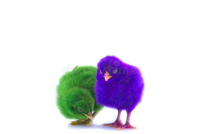Colorful of Cute Chicks stock image. Image of beautiful - 43377711