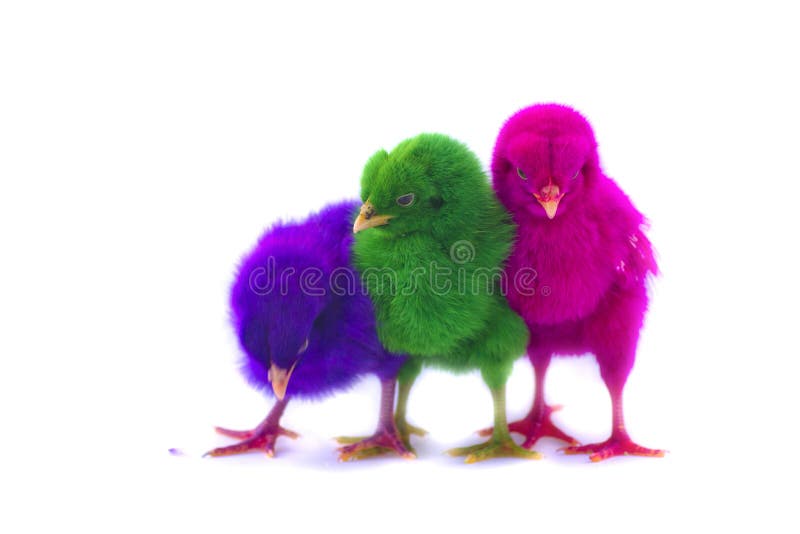 Colorful of Cute Chicks stock image. Image of amazing - 43377747