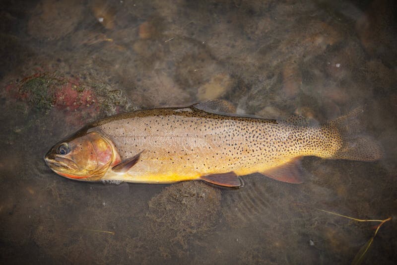 Colorful cutthroat trout stock photo. Image of fish, throat - 38112798