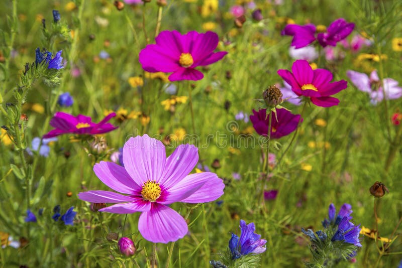Colorful daisies stock image. Image of flora, blossom - 76738105