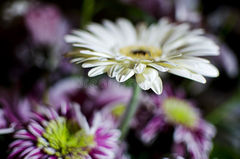 Crazy Daisies stock image. Image of colorful, spring, flowers - 84351