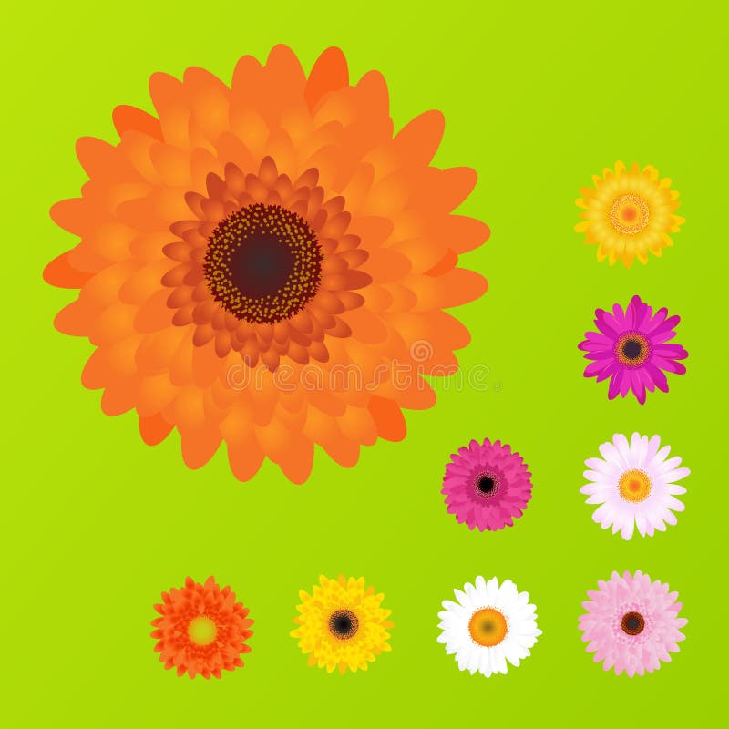 Colorful Daisies. Vector stock vector. Illustration of emotion - 13756274