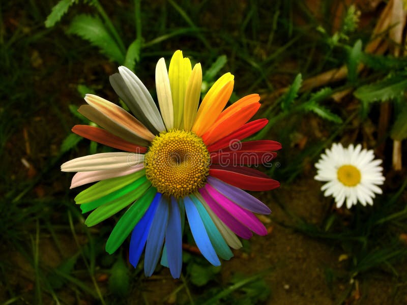Colorful daisy stock image. Image of garden, flower, blue - 19645307