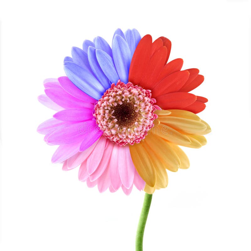 Colorful daisy stock photo. Image of nature, season, greeting - 23422874
