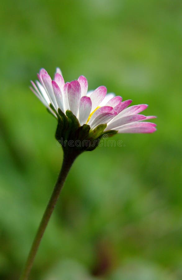 Colorful Daisy Flower in Bloom Stock Photo - Image of blossoming ...