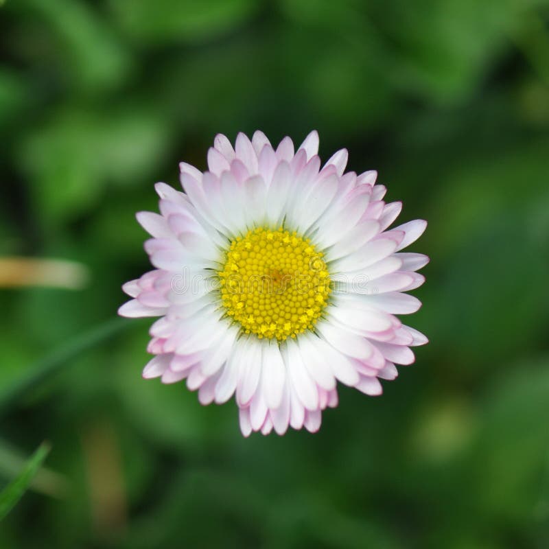 Colorful Daisy Flower in Bloom Stock Image - Image of green, detail ...
