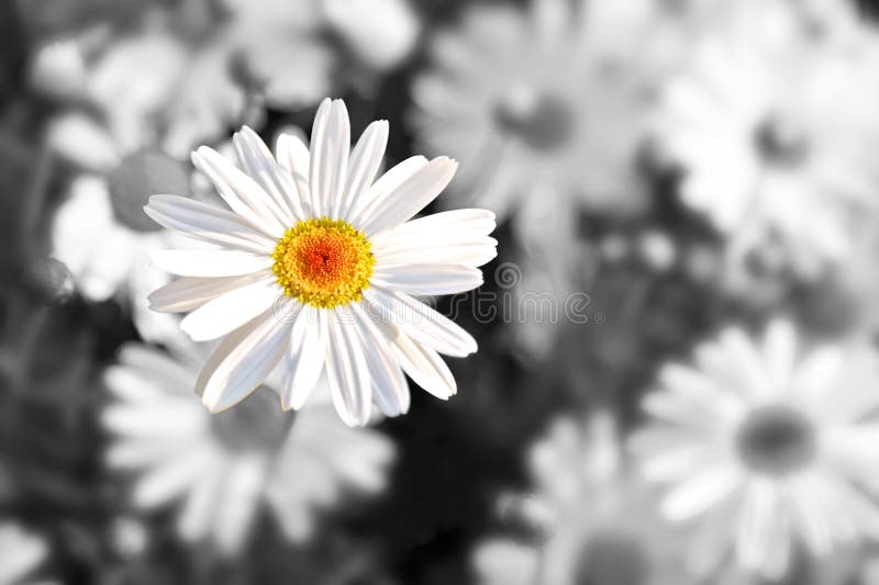 Colorful Daisy Flower, Hope Stock Image - Image of bright, close: 83295373