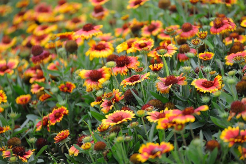 Colorful daisy flowers stock image. Image of colors, blossoms - 19847943