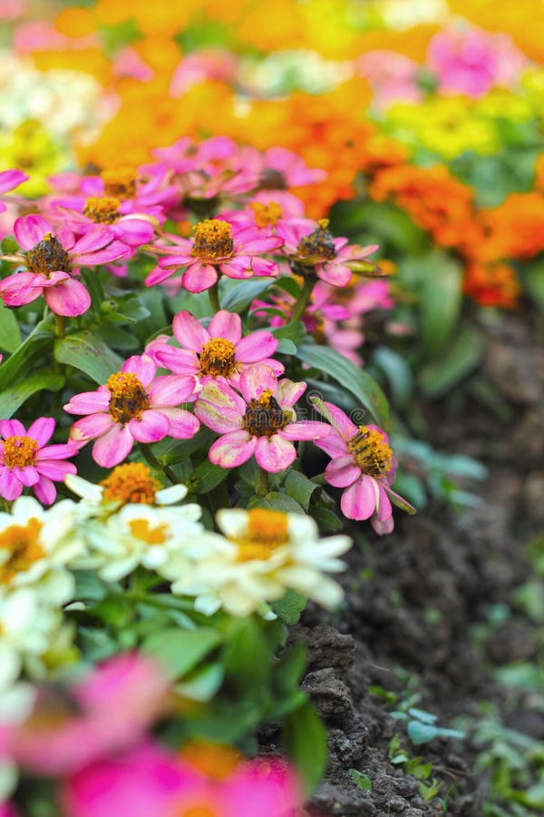 Colorful Daisy Flowers in the Garden Stock Photo - Image of colorful ...
