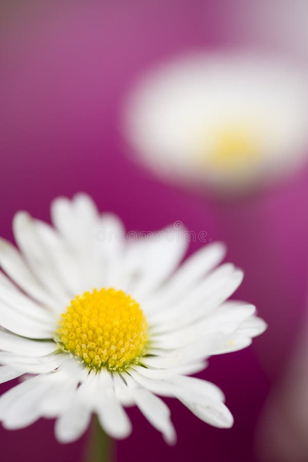 Colorful Daisy in Full Bloom Stock Image - Image of background, detail ...