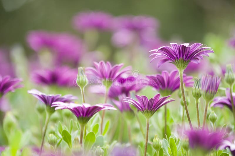 Colorful Daisy in Full Bloom Stock Photo - Image of fresh, plant: 39489896