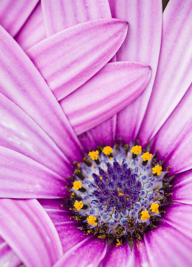 Colorful Daisy in Full Bloom Stock Image - Image of plant, field: 39490171