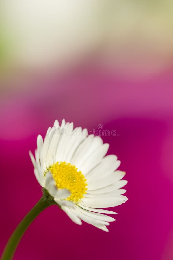 Colorful Daisy in Full Bloom Stock Photo - Image of closeup, green ...