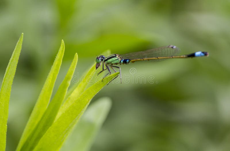 Damselfly Life Cycle Stock Photos - Free & Royalty-Free Stock Photos ...