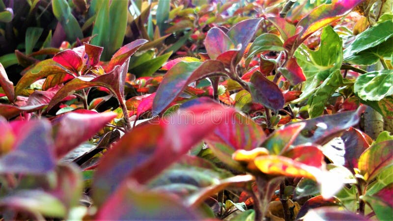 The Colorful Dan Variety Flowers Stock Photo - Image of branch, leaf ...