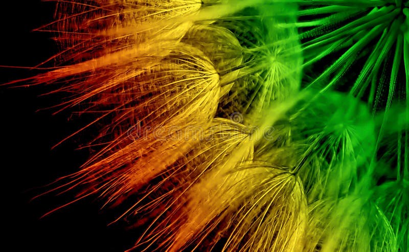 Rainbow dandelion seeds. stock photo. Image of texture - 193551278