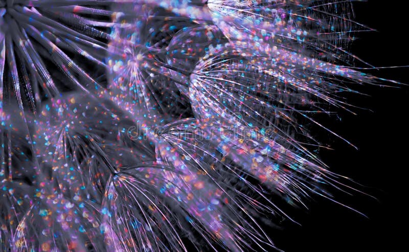 Colorful dandelion seeds. stock photo. Image of backdrop - 193551304