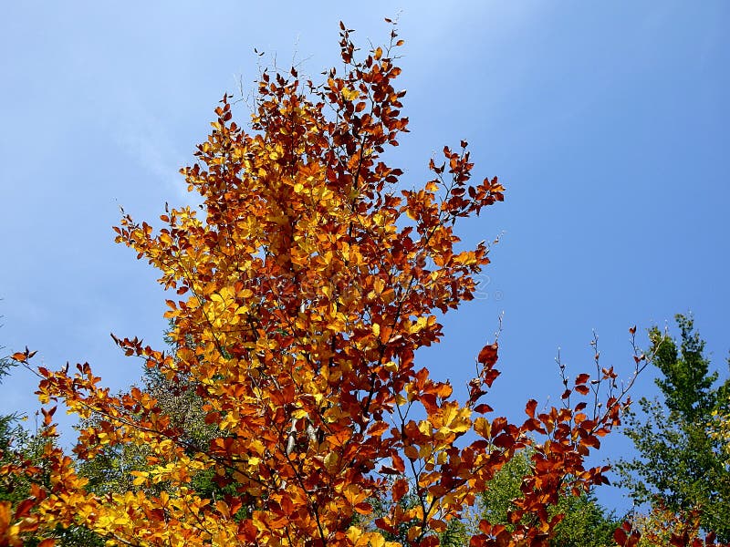Colorful Deciduous Tree in Autumn Stock Photo - Image of gold, autumn ...