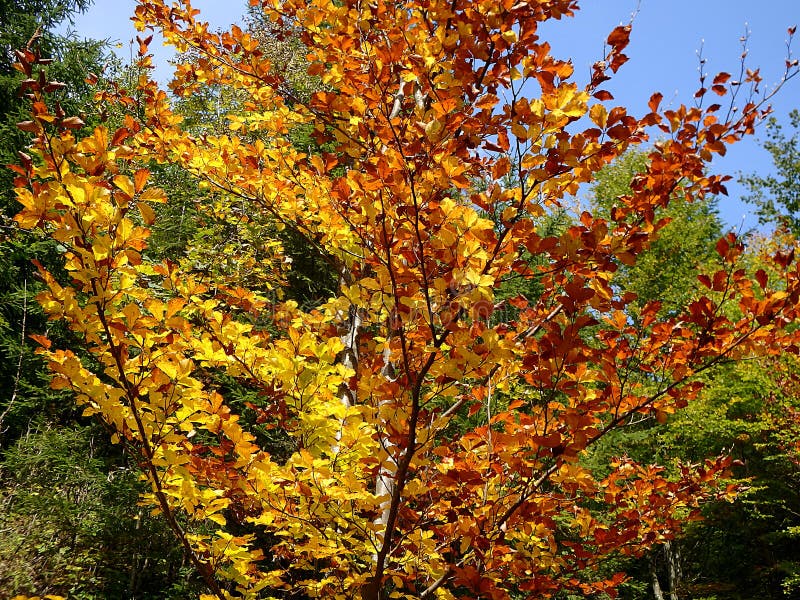 Colorful Deciduous Tree in Autumn Stock Image - Image of fall, forest ...