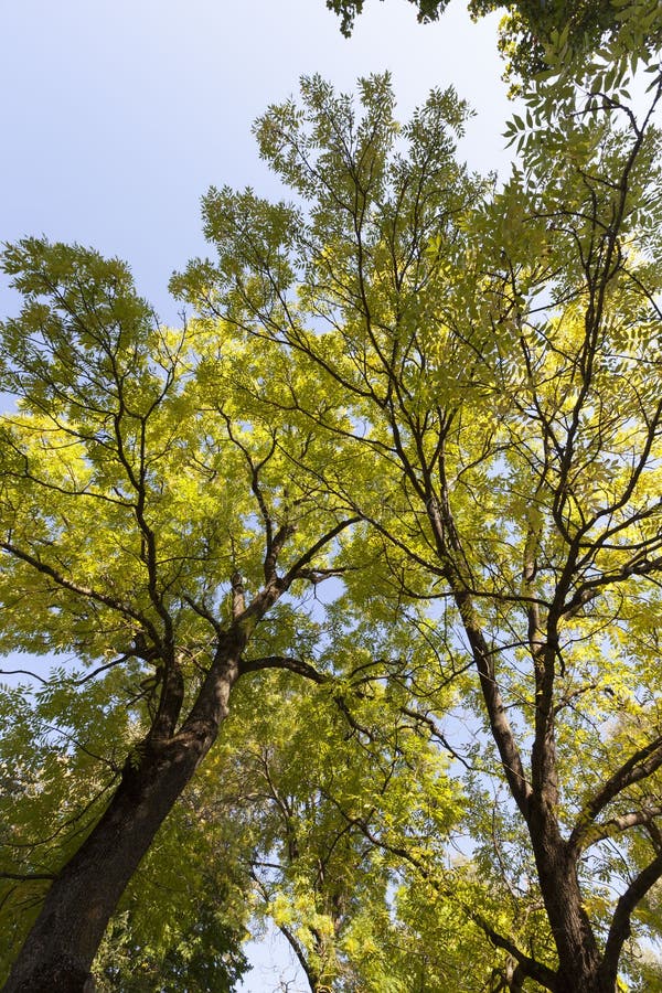 Colorful Deciduous Trees in the Forest Autumn Stock Image - Image of ...