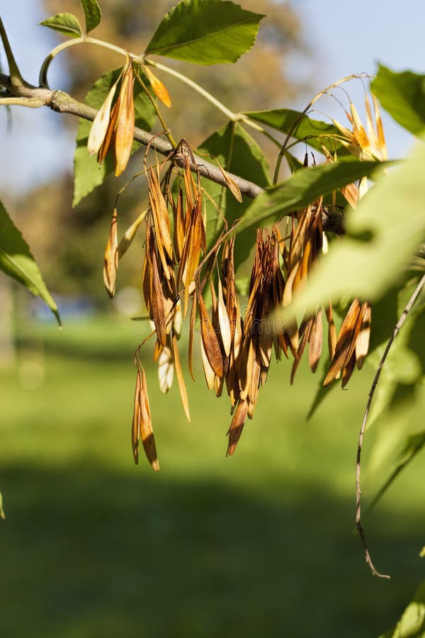 Colorful Deciduous Trees in the Maple Forest Stock Image - Image of ...
