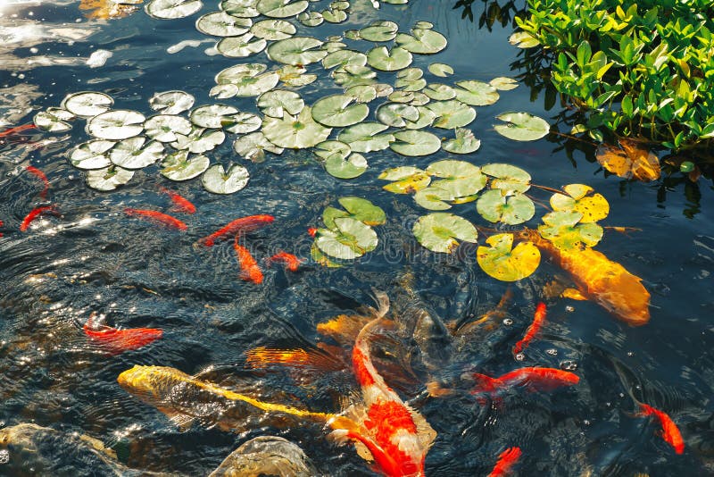 Colorful Decorative Fish Float in an Artificial Pond Stock Photo ...