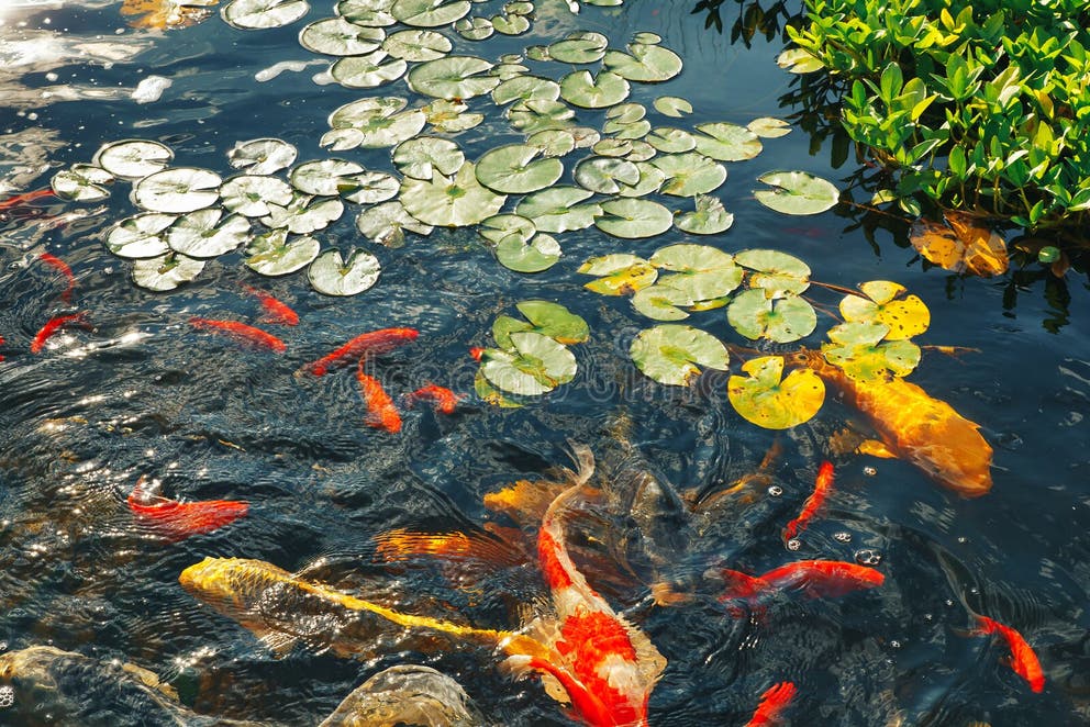 Colorful Decorative Fish Float in an Artificial Pond Stock Photo ...