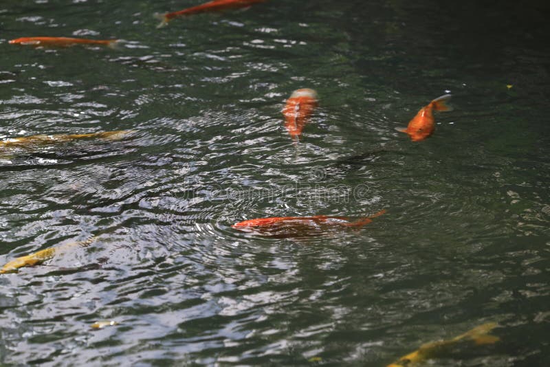 Colorful Decorative Fish Float in an Artificial Pond, View from Above ...
