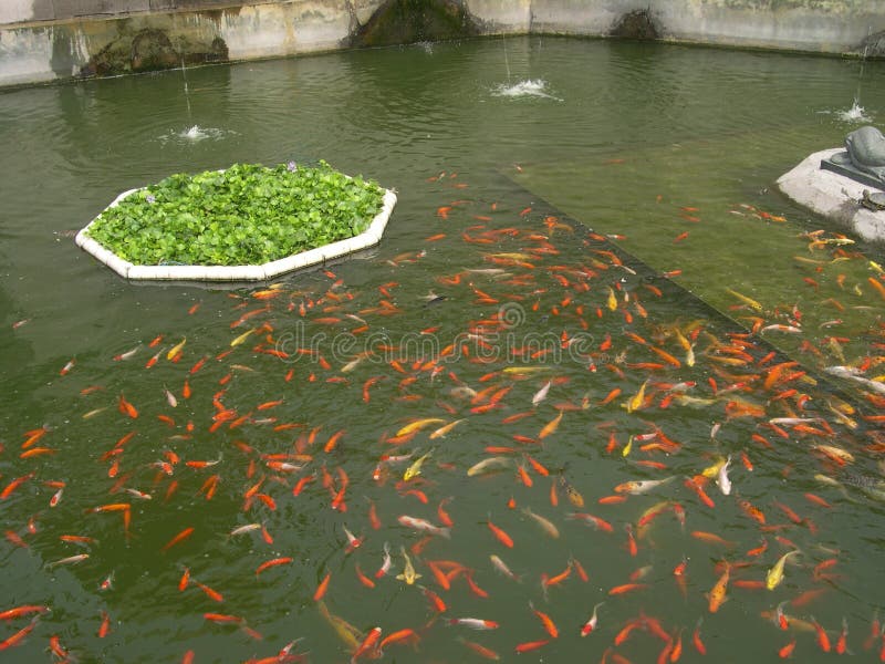 A Colorful Decorative Fish Float in an Artificial Pond, View from Above ...