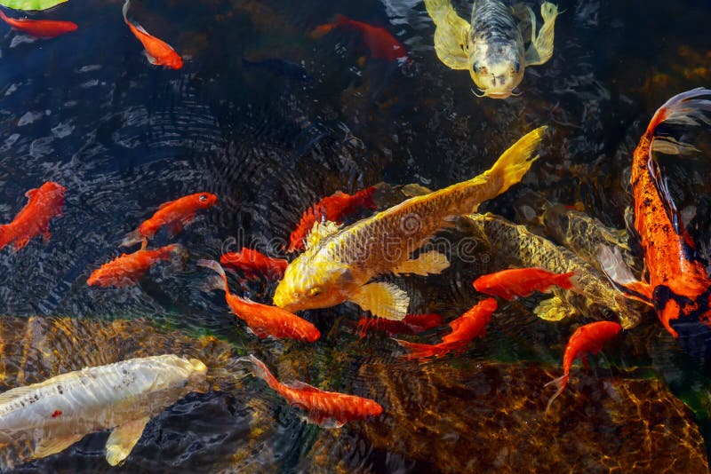 Colorful Decorative Fish Float in an Artificial Pond Stock Photo ...