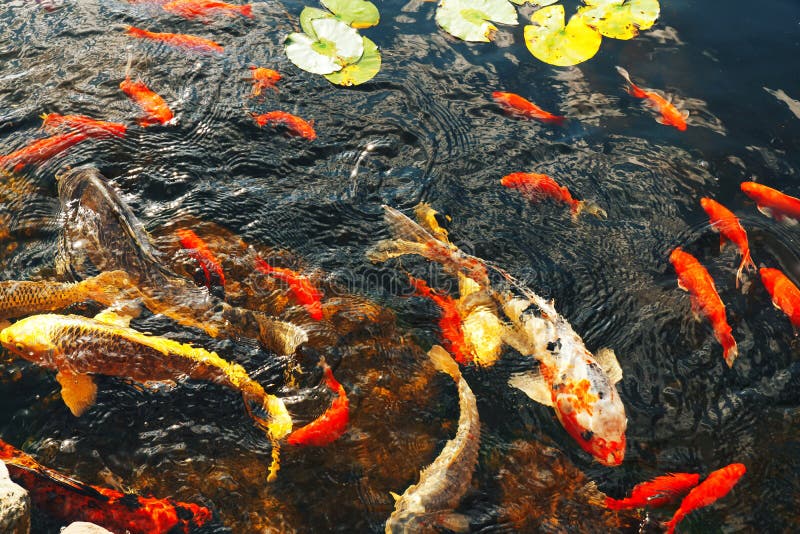 Colorful Decorative Fish Float in an Artificial Pond, View from Above ...