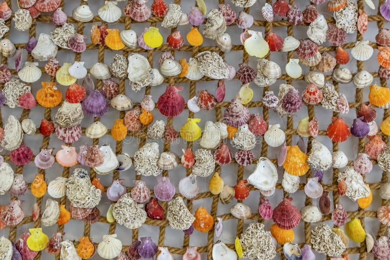 Colorful and Decorative Seashells Stock Photo - Image of elegant ...