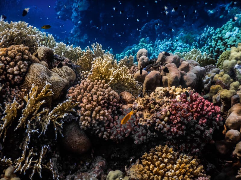 Colorful Different Arts of Corals in the Red Sea Stock Photo - Image of ...