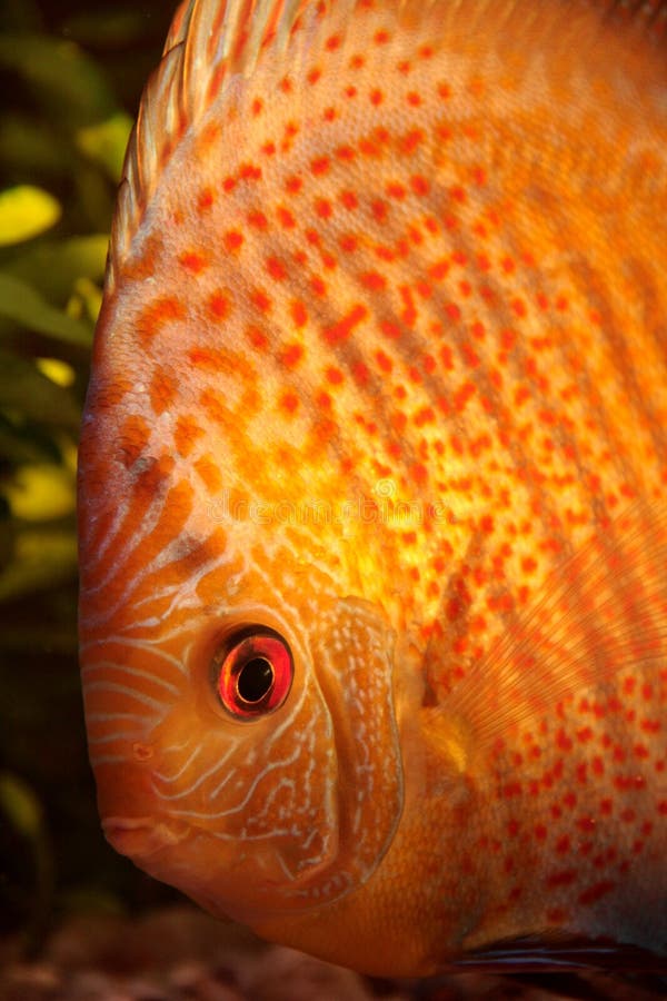 Colorful discus fish stock image. Image of tank, fresh - 12219137
