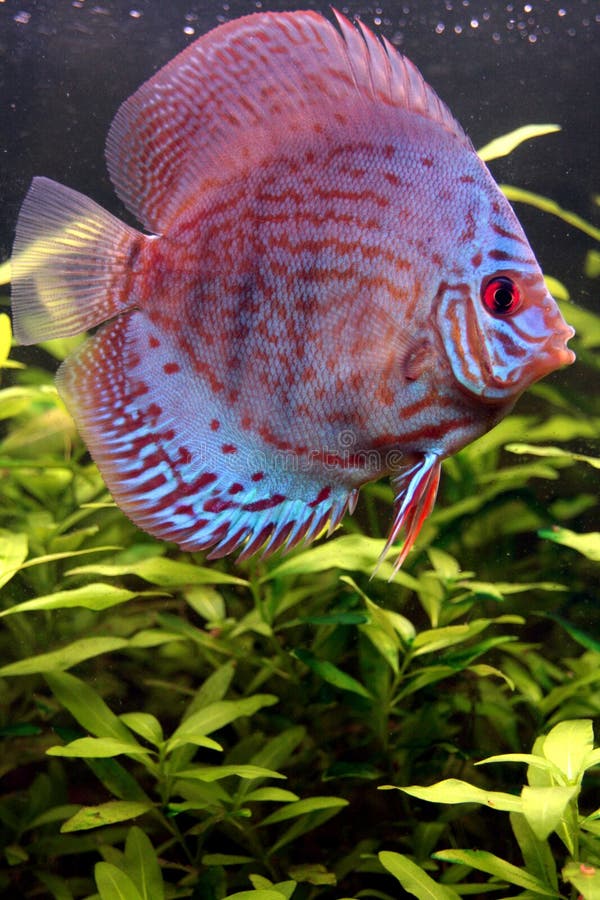 Colorful discus fish stock image. Image of freshwater - 12611929