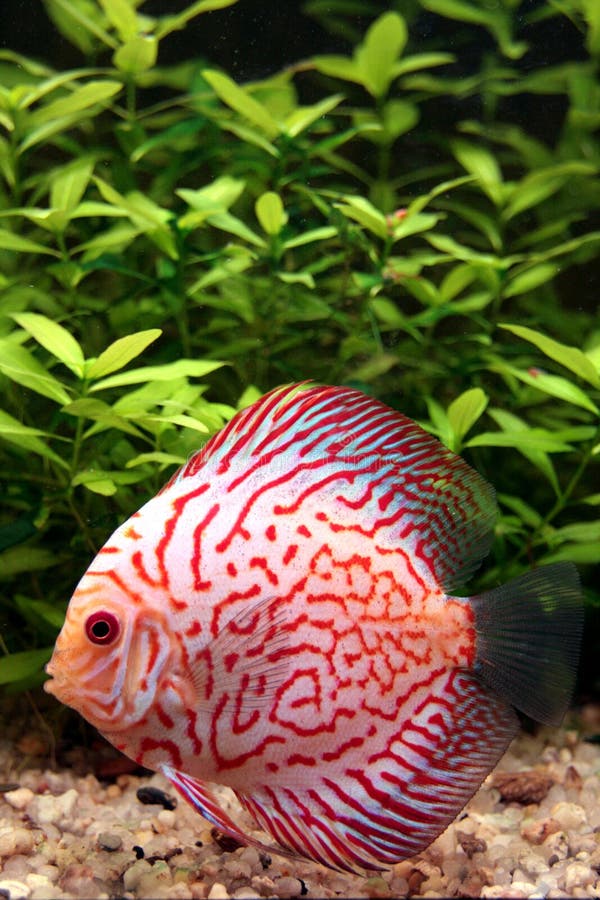 Colorful discus fish stock photo. Image of underwater - 12780958