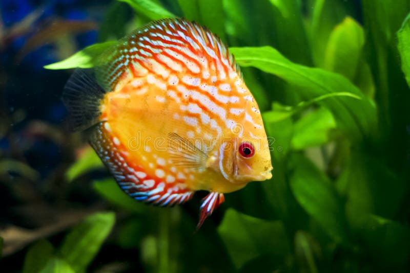 Colorful Discus fish stock photo. Image of colours, cichlid - 18565872