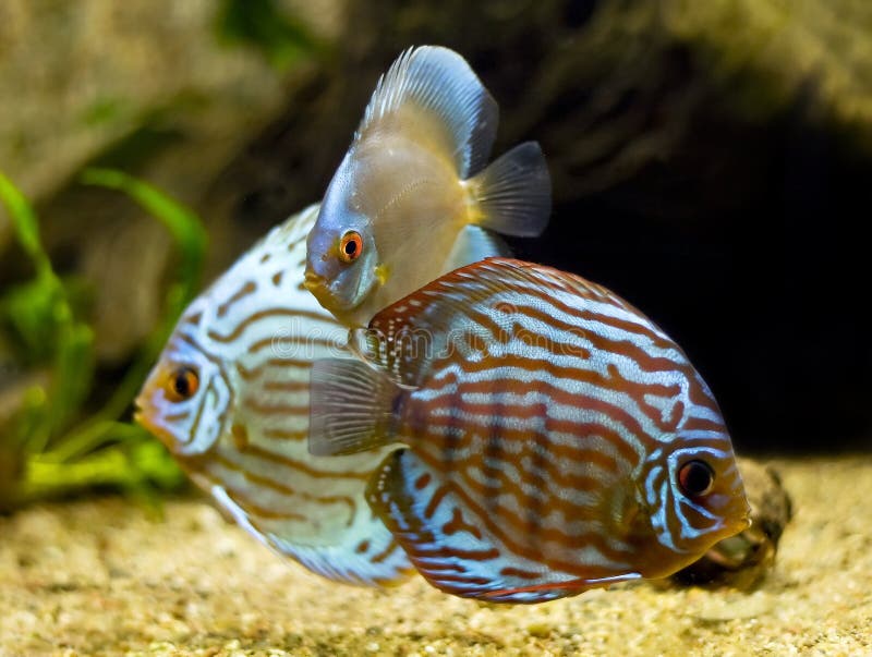 Colorful discus fish stock photo. Image of depth, aquarium - 3561308