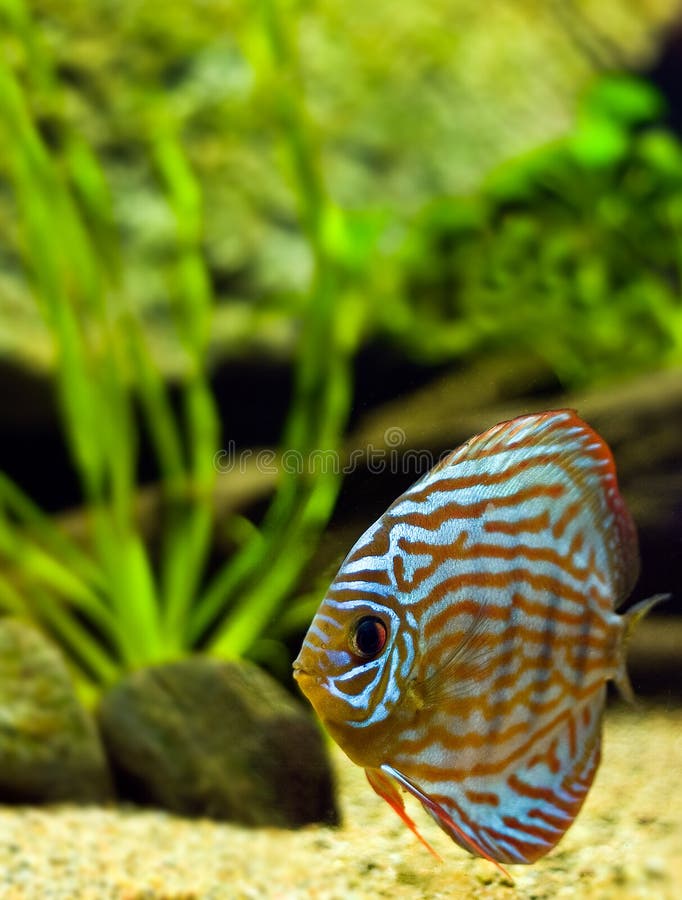 Exotic Aquarium with Tropical Discus Fish Stock Photo - Image of green ...