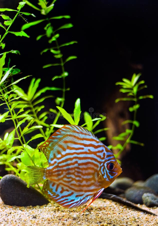 Colorful discus fish stock photo. Image of gills, creature - 3737882